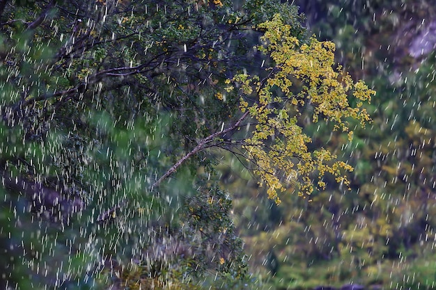 Abstracto otoño fondo lluvia hojas fondos de pantalla parque | Foto Premium Abstracto otoño fondo lluvia hojas fondos de pantalla parque | Foto Premium