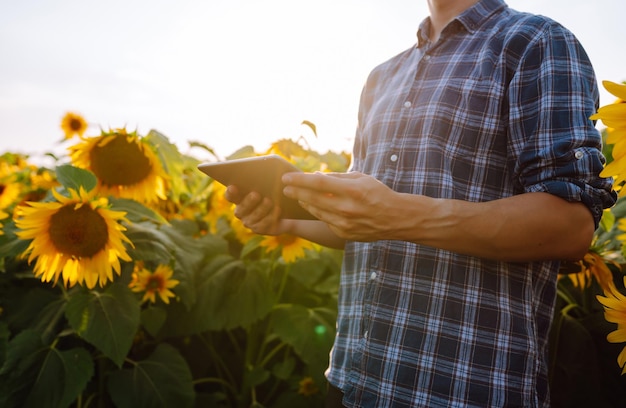 Agricultor examinando a colheita no campo de girassol colhendo o ... Agricultor examinando a colheita no campo de girassol colhendo o ...