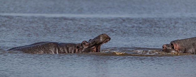Algunos Hipopótamos Hippopotamus Amphibius En El Parque Nacional Kruger