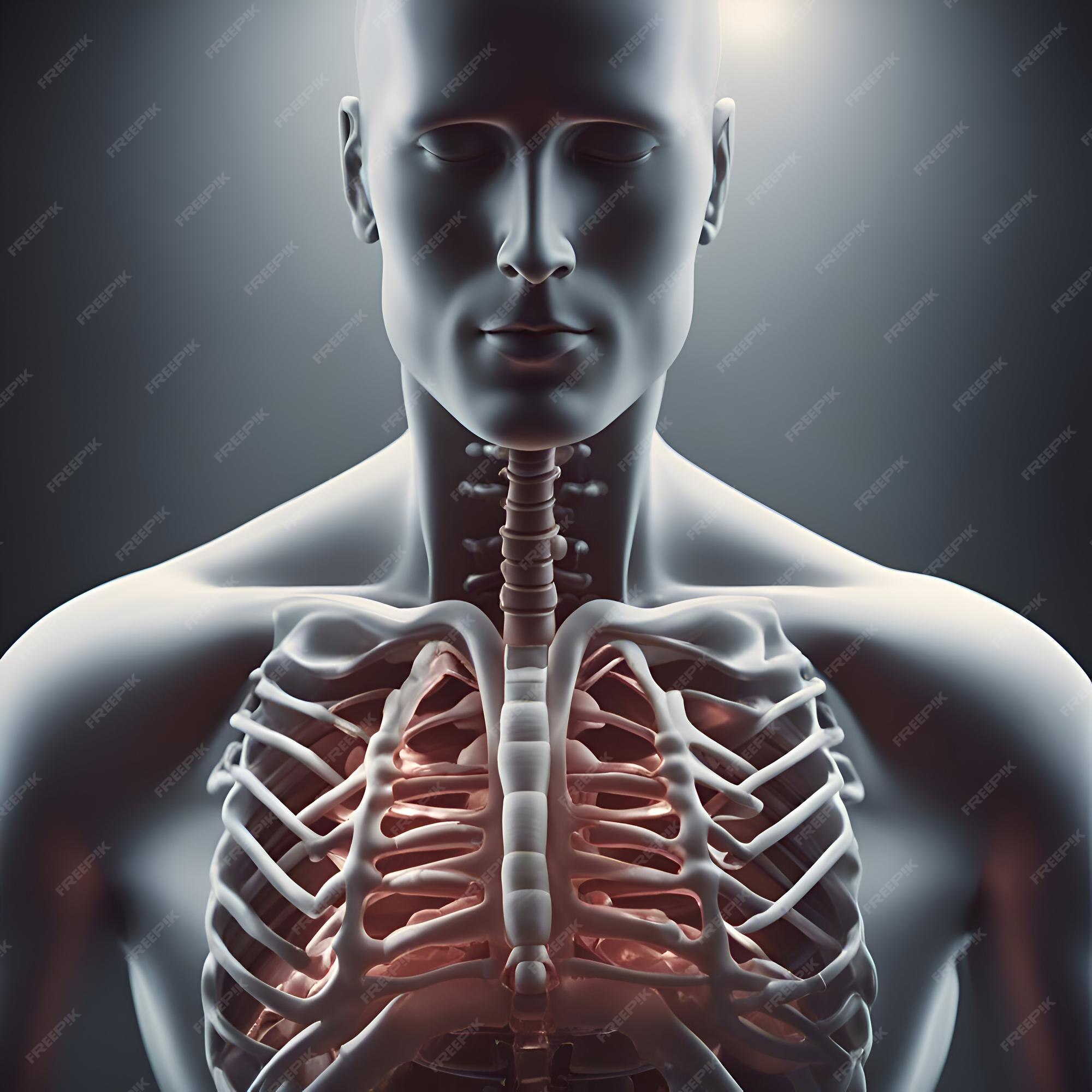 Anatomia humana Músculos do corpo humano Renderização 3D | Foto Premium Anatomia humana Músculos do corpo humano Renderização 3D | Foto Premium