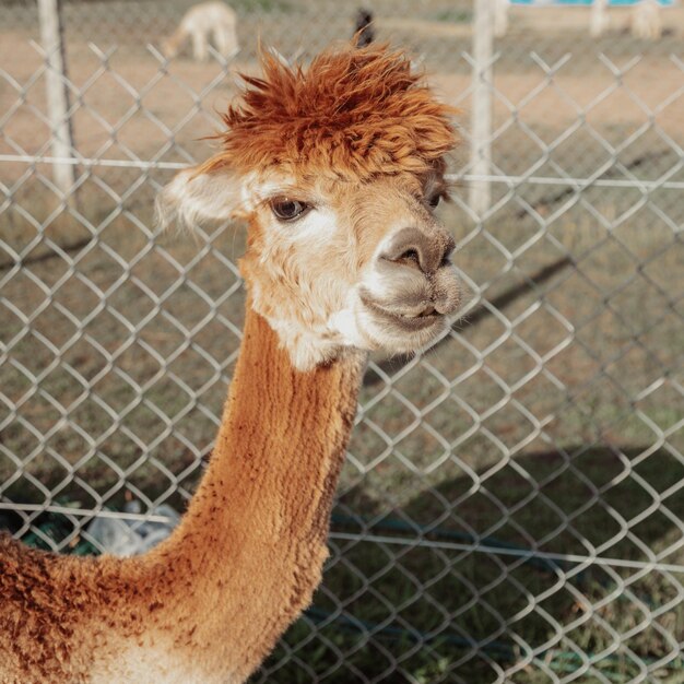 Seite 4 | Alpaca Bilder - Kostenloser Download auf Freepik Seite 4 | Alpaca Bilder - Kostenloser Download auf Freepik