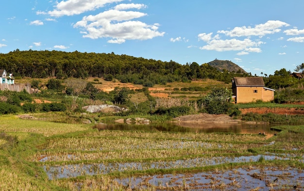 Paisaje típico durante el día soleado cerca de la región de ankafina ... Paisaje típico durante el día soleado cerca de la región de ankafina ...