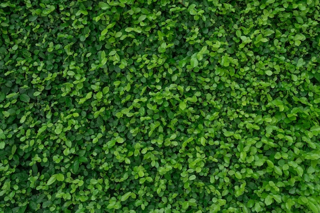 Pequeñas Hojas Verdes En El Fondo De Textura De La Pared De Cobertura