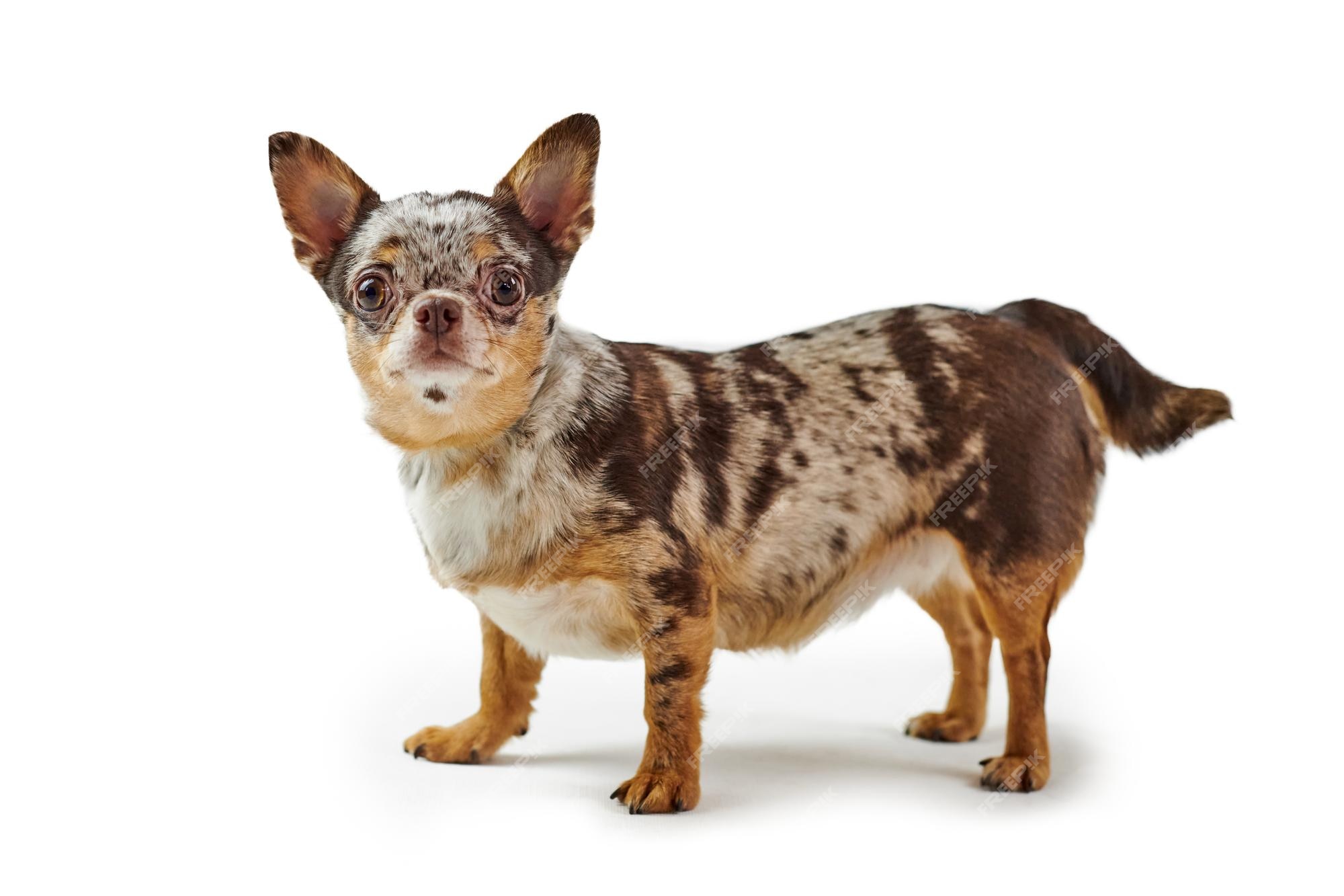 Perro chihuahua marrón de pelo corto gordo con orejas grandes aislado ... Perro chihuahua marrón de pelo corto gordo con orejas grandes aislado ...