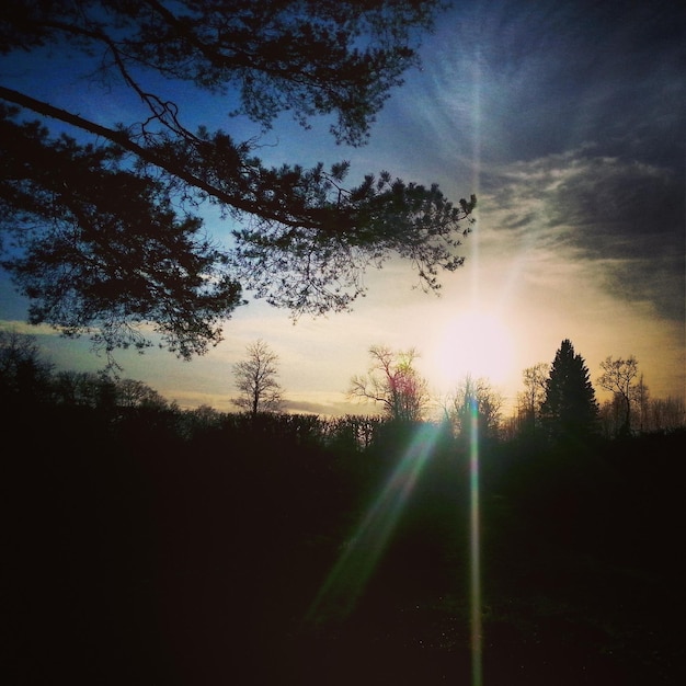 El sol brilla a través de los árboles | Foto Premium El sol brilla a través de los árboles | Foto Premium