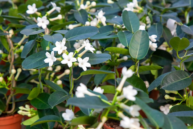 Stephanotis floribunda syn S jasminoides Madagáscar flor de cera de ... Stephanotis floribunda syn S jasminoides Madagáscar flor de cera de ...