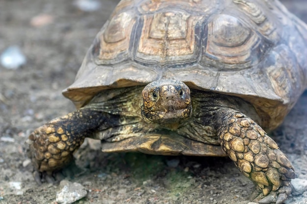 Tortuga estimulada africana (geochelone sulcata) tortuga sulcata | Foto ... Tortuga estimulada africana (geochelone sulcata) tortuga sulcata | Foto ...
