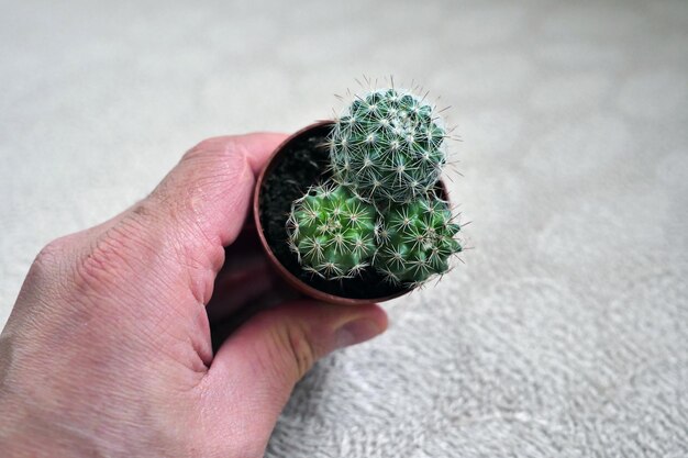 Um humano toca a planta de cacto espinhosa e evita a radiação da planta ... Um humano toca a planta de cacto espinhosa e evita a radiação da planta ...