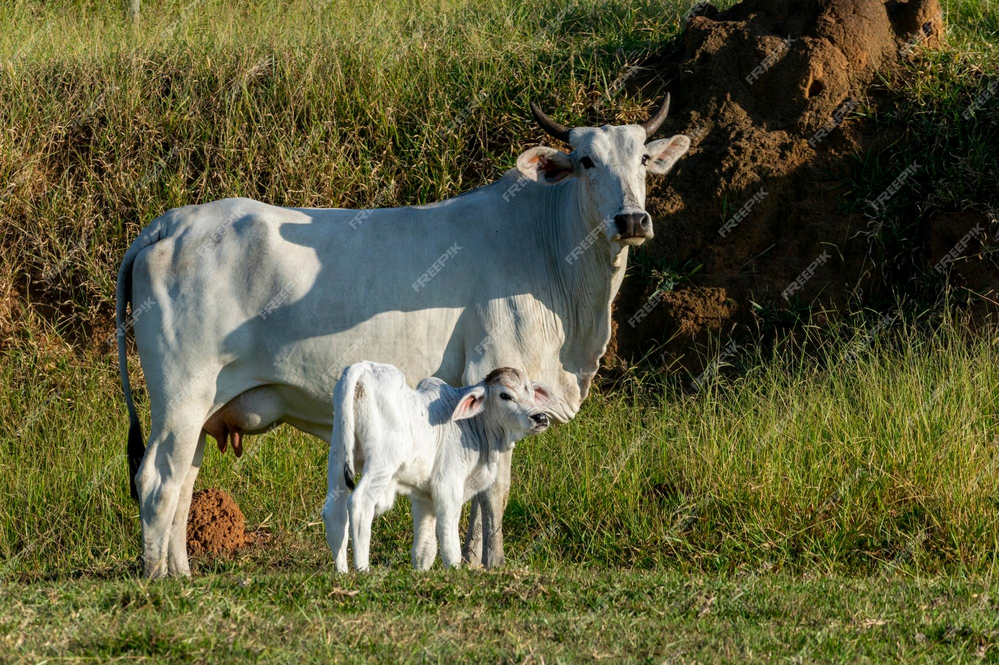 Vaca nelore branca e bezerro no pasto | Foto Premium Vaca nelore branca e bezerro no pasto | Foto Premium