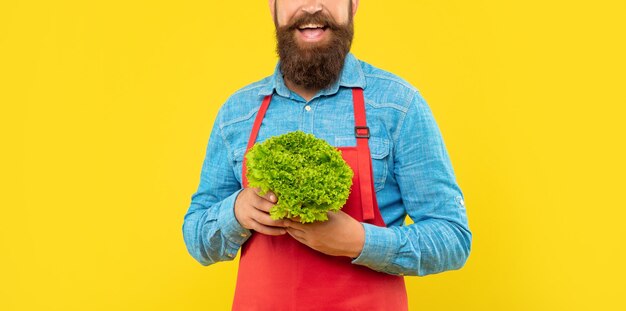 Vista de cultivo de hombre feliz en delantal rojo con lechuga de hoja ... Vista de cultivo de hombre feliz en delantal rojo con lechuga de hoja ...