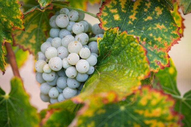 Weinberg mit üppigen reifen weintrauben am rebstock, bereit zur ernte ... Weinberg mit üppigen reifen weintrauben am rebstock, bereit zur ernte ...