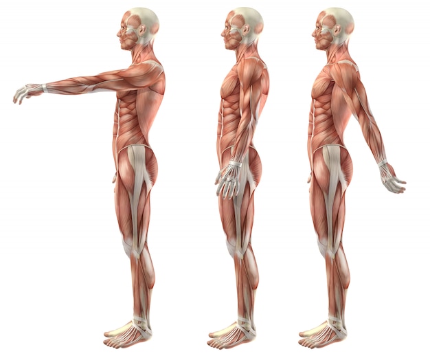 Premium Photo | 3d medical figure showing elbow flexion and extension Premium Photo | 3d medical figure showing elbow flexion and extension