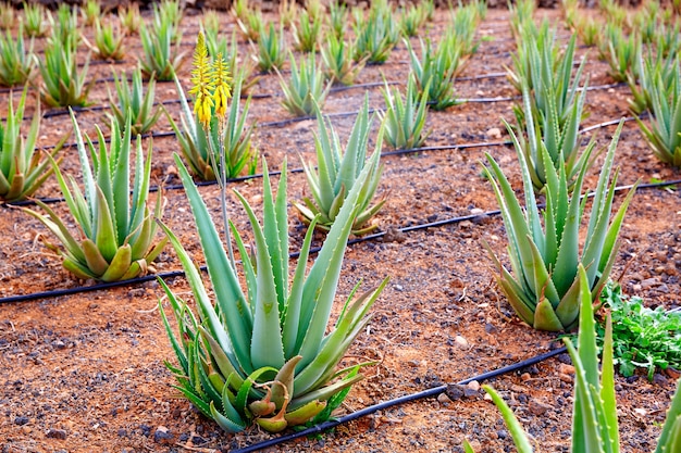 Premium Photo | Aloe vera field at canary islands spain Premium Photo | Aloe vera field at canary islands spain