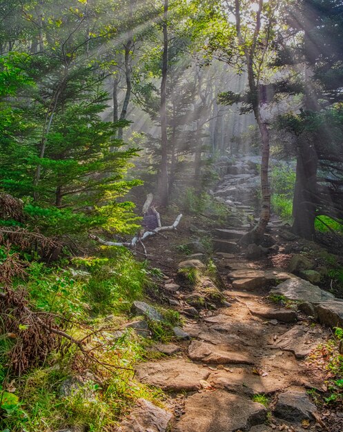 Scatto affascinante di una bellissima area forestale sotto la luce del ... Scatto affascinante di una bellissima area forestale sotto la luce del ...