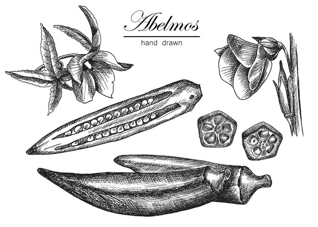 Premium Vector | Abelmos. hand drawing vegetables. sketch. Premium Vector | Abelmos. hand drawing vegetables. sketch.
