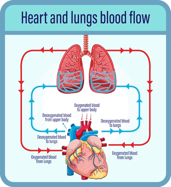 Free Vector | Diagram showing blood flow of human heart Free Vector | Diagram showing blood flow of human heart