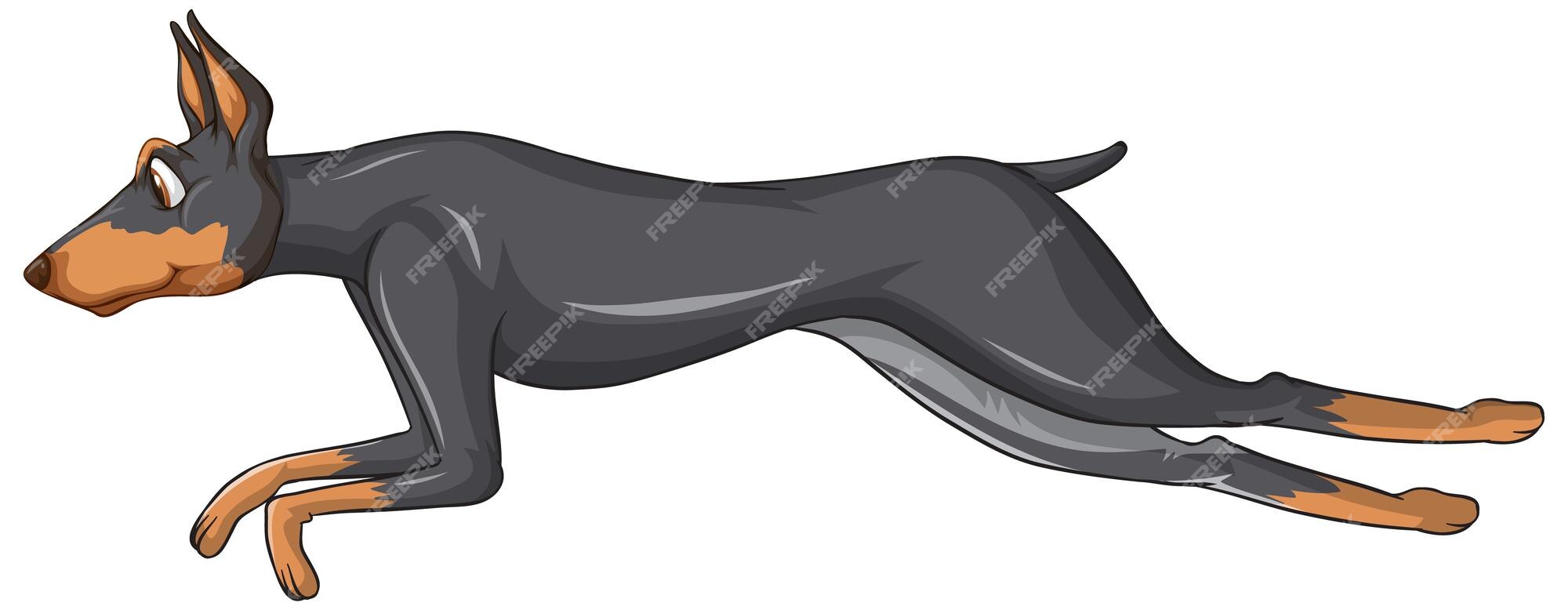 Whats The Difference Between Doberman And Doberman Pinscher Whats The Difference Between Doberman And Doberman Pinscher