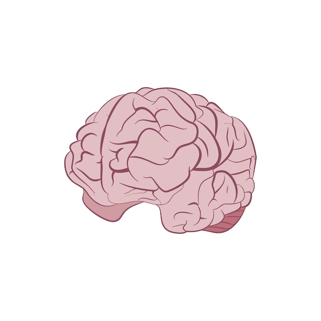 Free Vector | Human brain Vector Free Vector | Human brain Vector