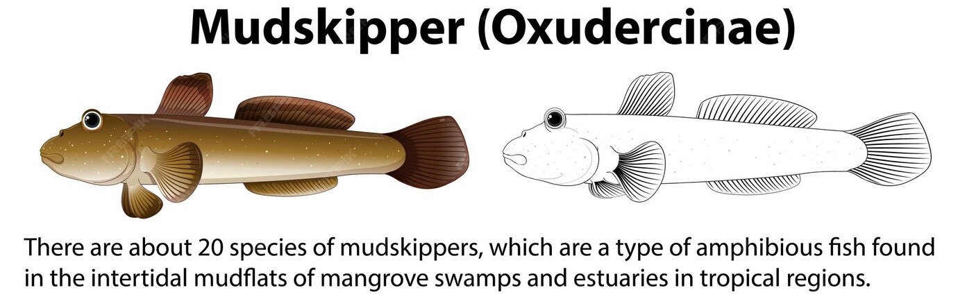 Free Vector | Mudskipper movement vector concept Free Vector | Mudskipper movement vector concept