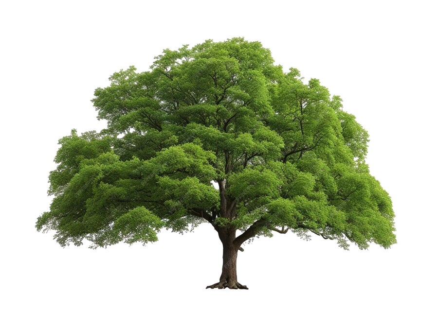 Un arbre avec un fond blanc avec un arbre vert dessus. | Image Premium ... Un arbre avec un fond blanc avec un arbre vert dessus. | Image Premium ...