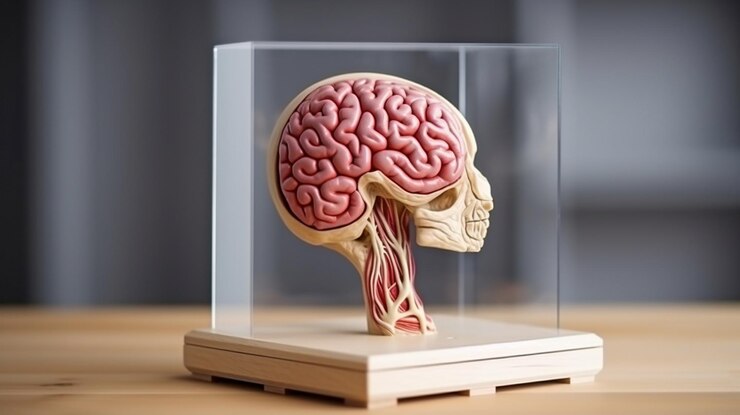 Modélisation De La Structure Du Cerveau Humain Pour Comprendre Le