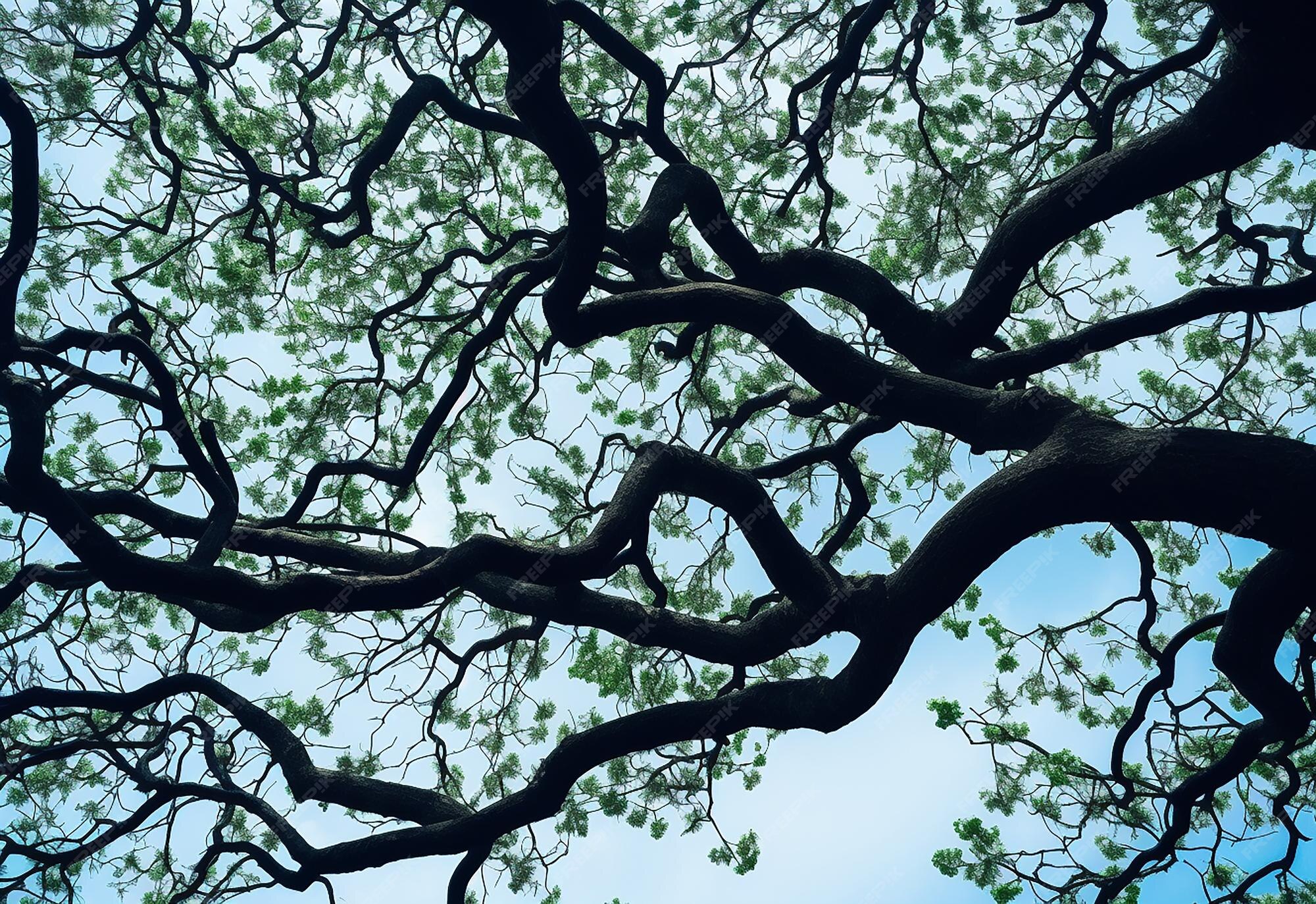Photo De Goutte De Rosée Sur Une Branche Goutte De Pluie Sur Une