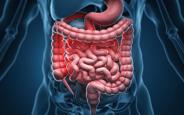 3D illustration of the human digestive system with the small intestine ... 3D illustration of the human digestive system with the small intestine ...
