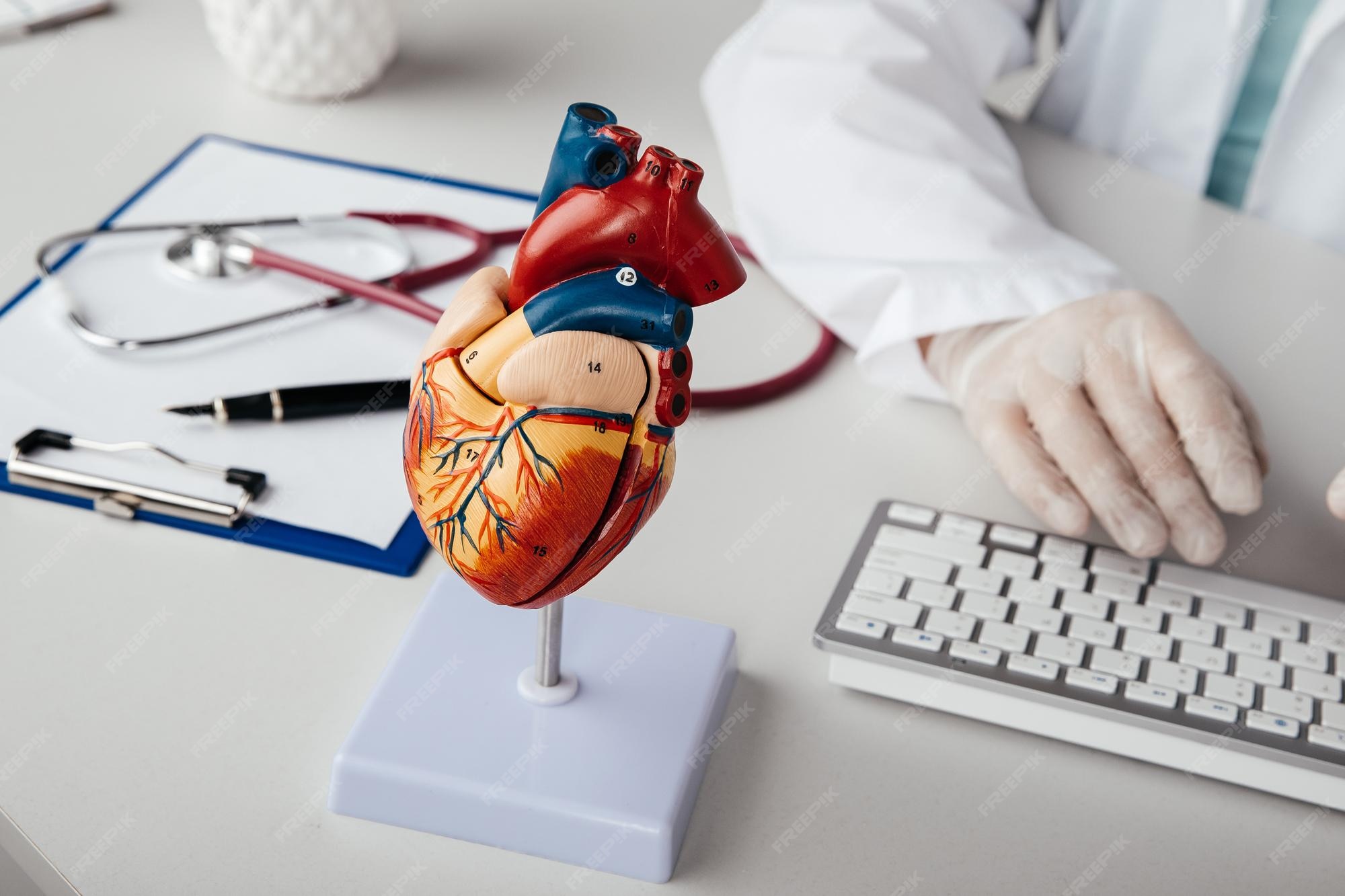 Premium Photo Anatomical Model Of Human Heart On A Cardiologists