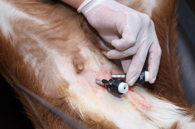 Premium Photo Artificial Insemination Techniques In Goats By Laparoscopy