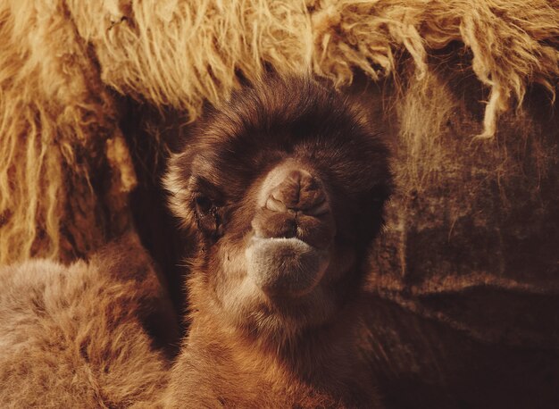 Premium Photo | A baby camel next to its mother Premium Photo | A baby camel next to its mother