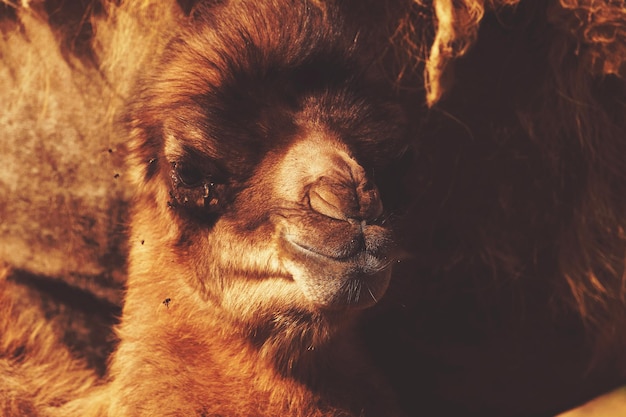 Premium Photo | A baby camel next to its mother Premium Photo | A baby camel next to its mother