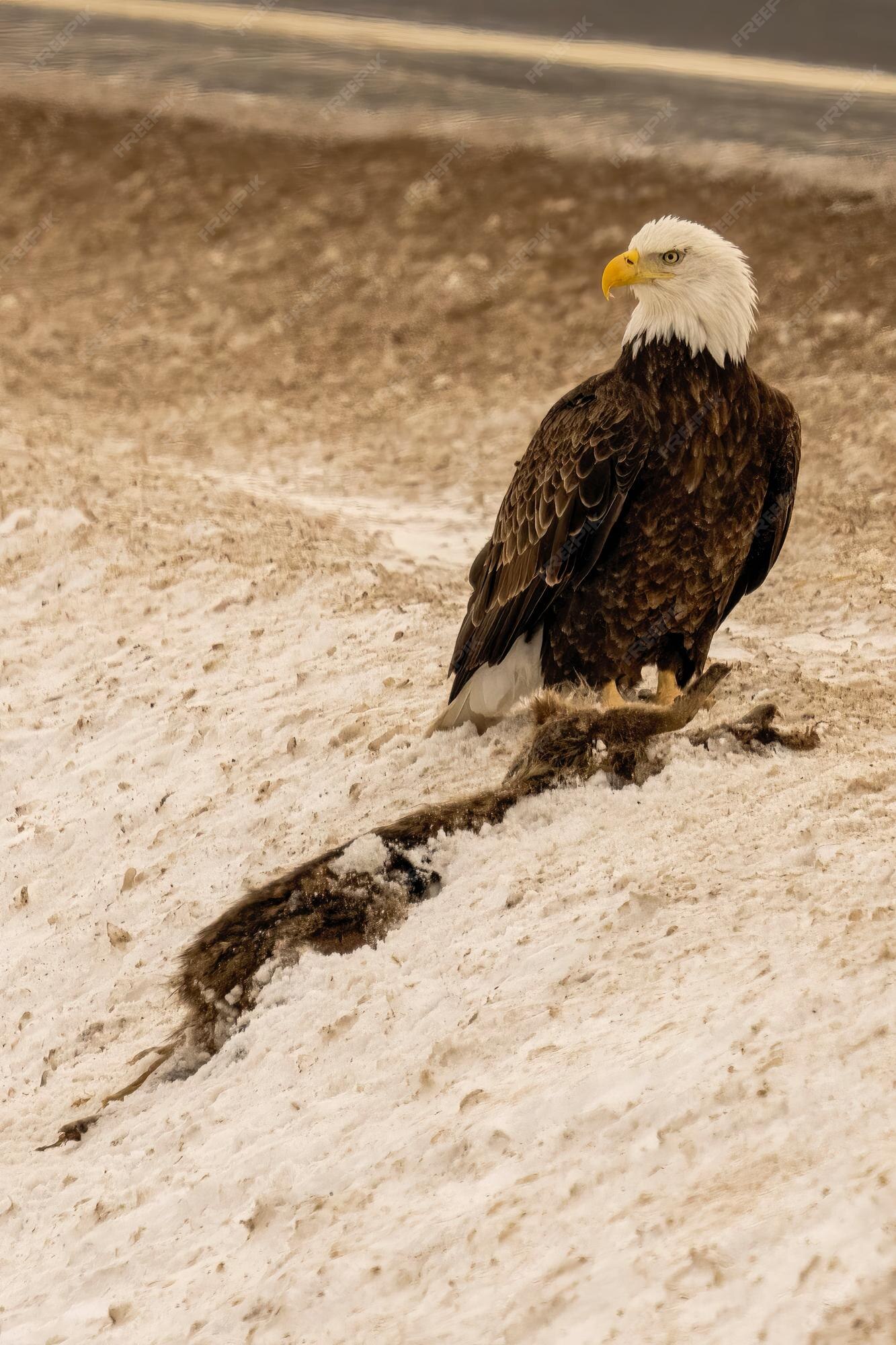 Premium Photo | Bald eagle on ground photo Premium Photo | Bald eagle on ground photo
