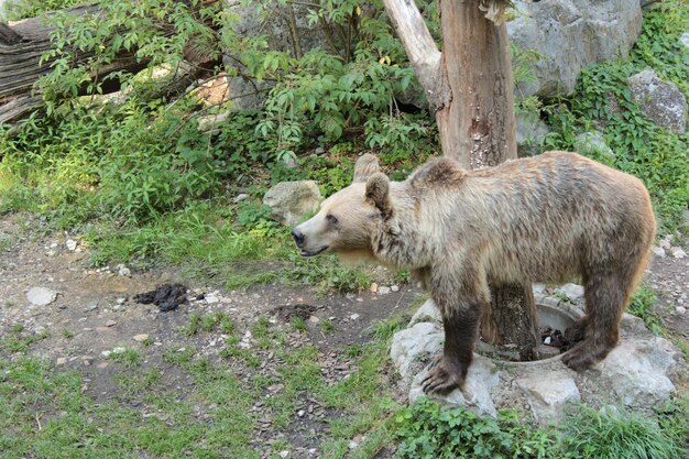 Premium Photo | Bear kingdom exploring the lives behavior and ... Premium Photo | Bear kingdom exploring the lives behavior and ...