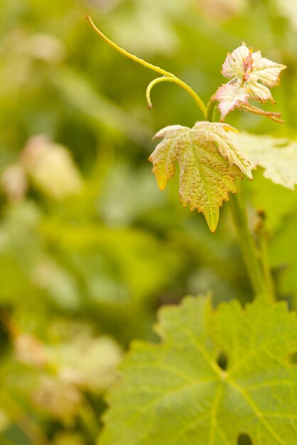 Premium Photo | Beautiful Lush Grape Vineyard Leaves Premium Photo | Beautiful Lush Grape Vineyard Leaves