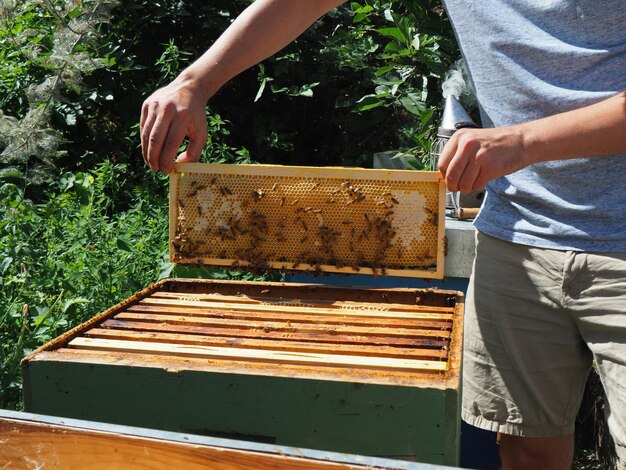 Premium Photo | Beekeeper working with bees and beehives on the apiary ... Premium Photo | Beekeeper working with bees and beehives on the apiary ...