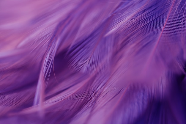 Premium Photo | Bird feather texture for background Premium Photo | Bird feather texture for background