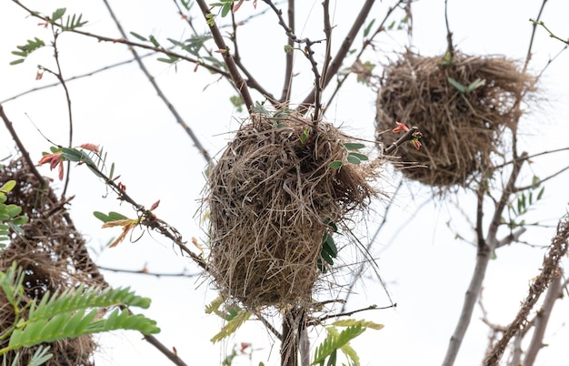 Premium Photo | Bird's nest on top of tree Premium Photo | Bird's nest on top of tree