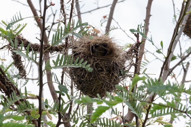 Premium Photo | Bird's nest on top of tree Premium Photo | Bird's nest on top of tree