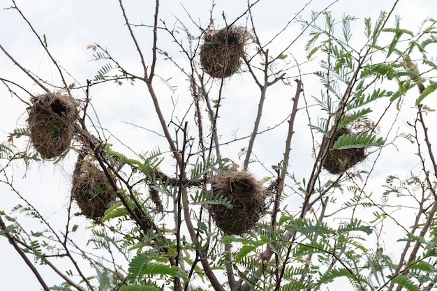 Premium Photo | Bird's nest on top of tree Premium Photo | Bird's nest on top of tree