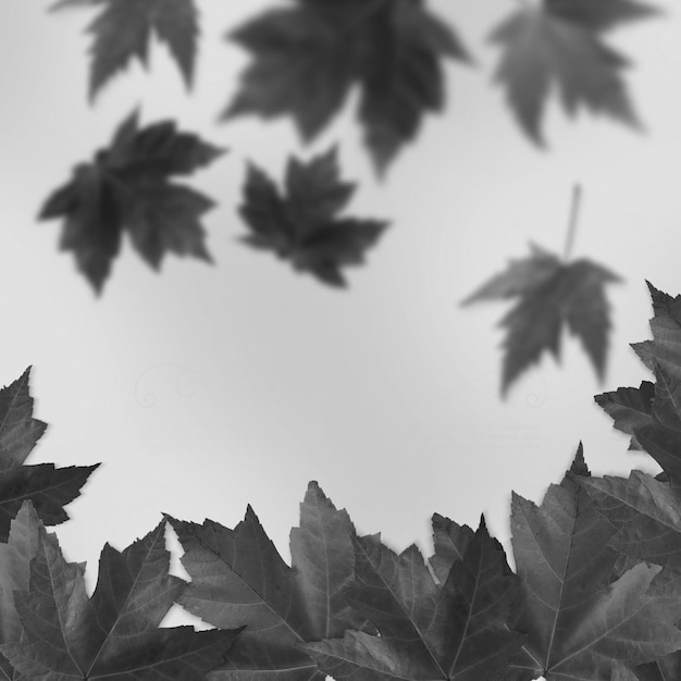 Premium Photo Black Autumn Falling Maple Leaves Isolated On White