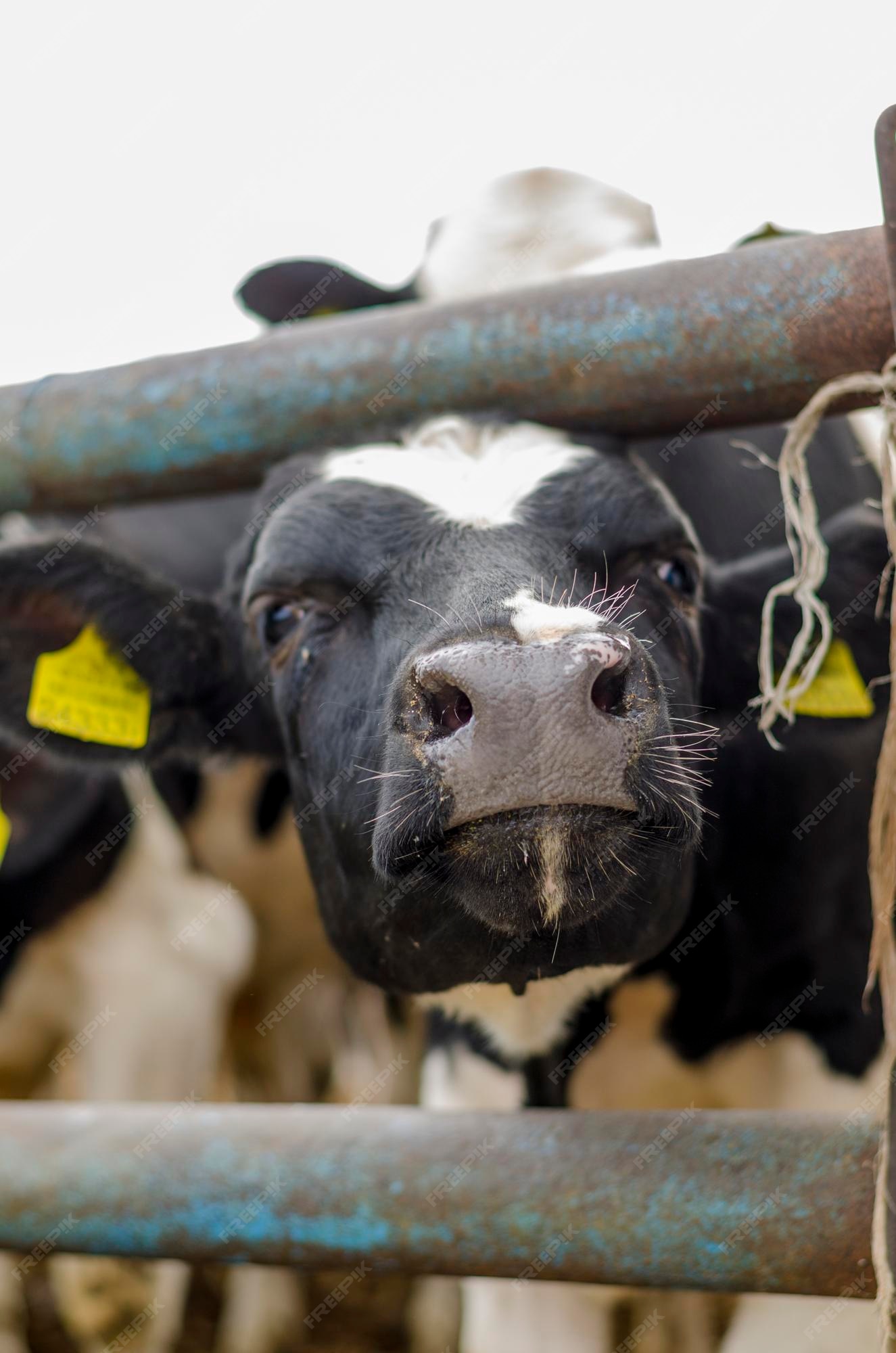 Holstein Dairy Cow Face