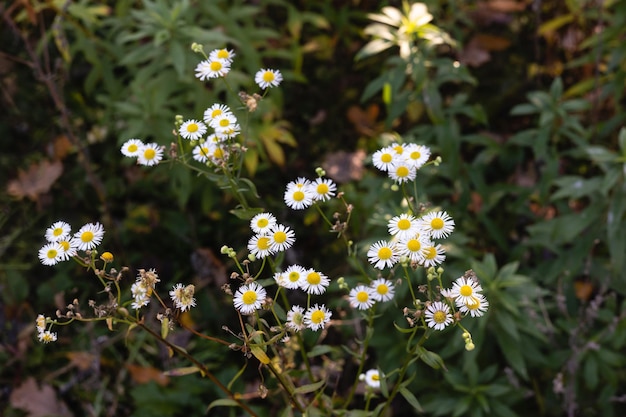 Premium Photo | Blooming daisies in the forest Premium Photo | Blooming daisies in the forest