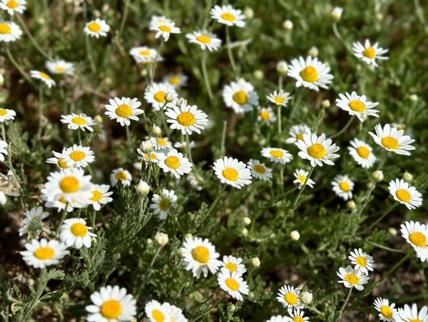 Premium Photo | Blooming daisies top view Premium Photo | Blooming daisies top view