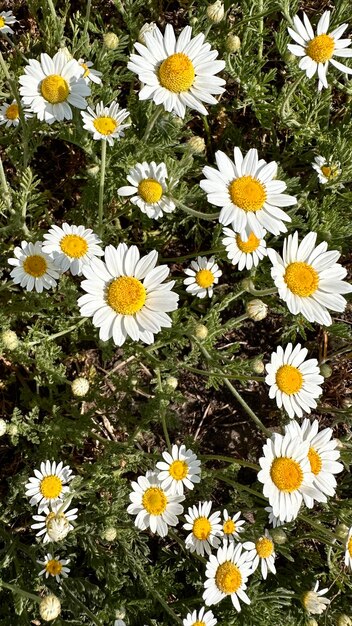 Premium Photo | Blooming daisies top view Premium Photo | Blooming daisies top view