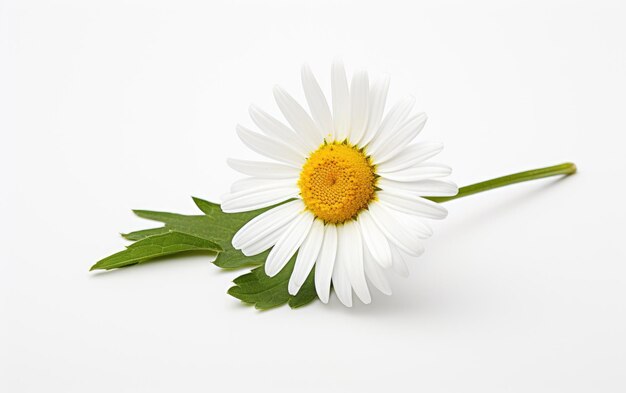 Premium AI Image | Blooming Daisies on White Background Premium AI Image | Blooming Daisies on White Background