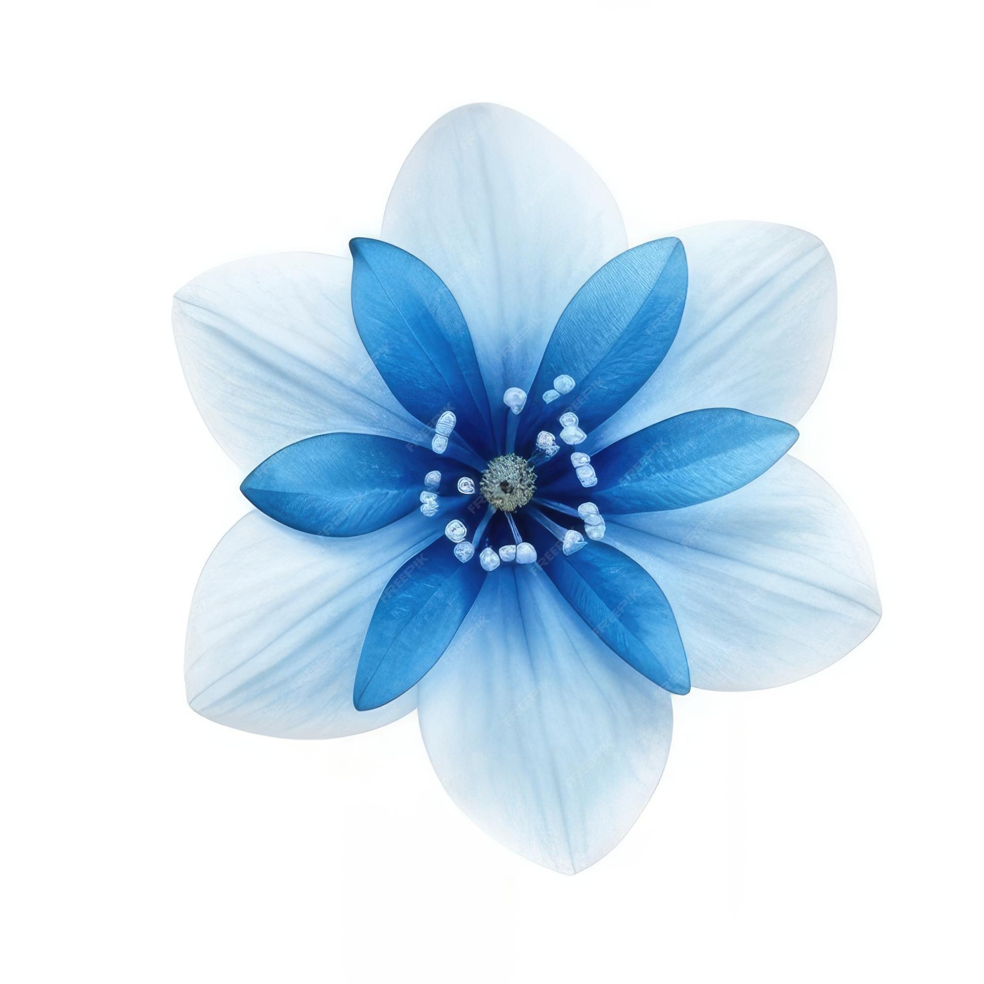 Premium Photo | A blue and white flower with the white petals and the ... Premium Photo | A blue and white flower with the white petals and the ...