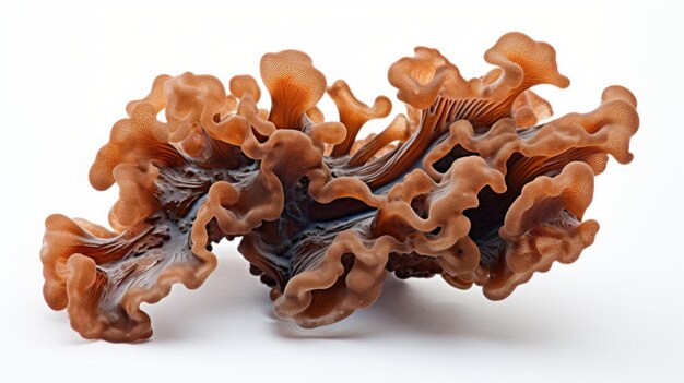 Premium AI Image | brown algae on a white background isolated Premium AI Image | brown algae on a white background isolated