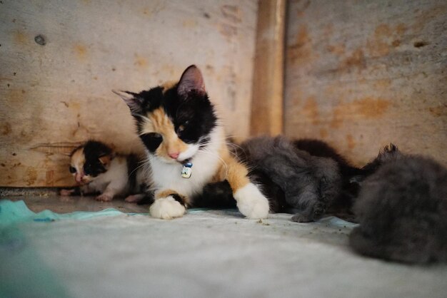 Premium Photo A Calico Mother Cat Nursing Her Litter Of Kittens In A Cozy Rustic Corner