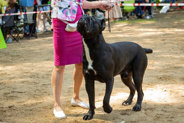 Premium Photo | Cane corso dog at a dog show Premium Photo | Cane corso dog at a dog show