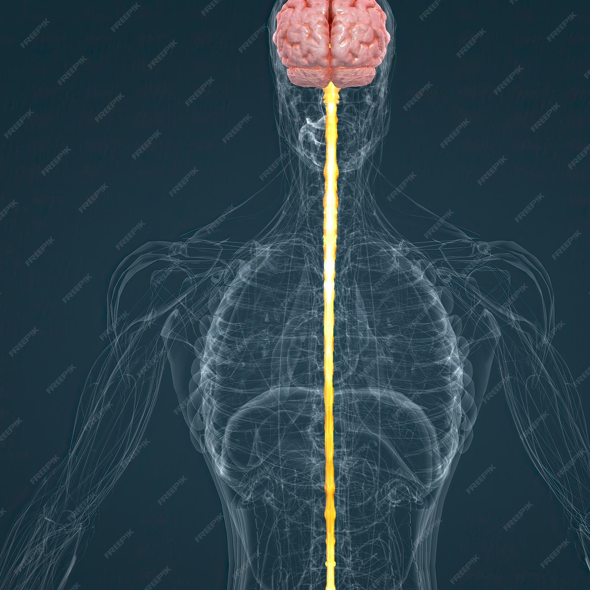 Premium Photo Central Nervous System Brain And Spinal Cord